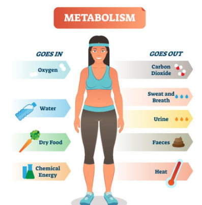 metabolism weight gain | Sally Pattison